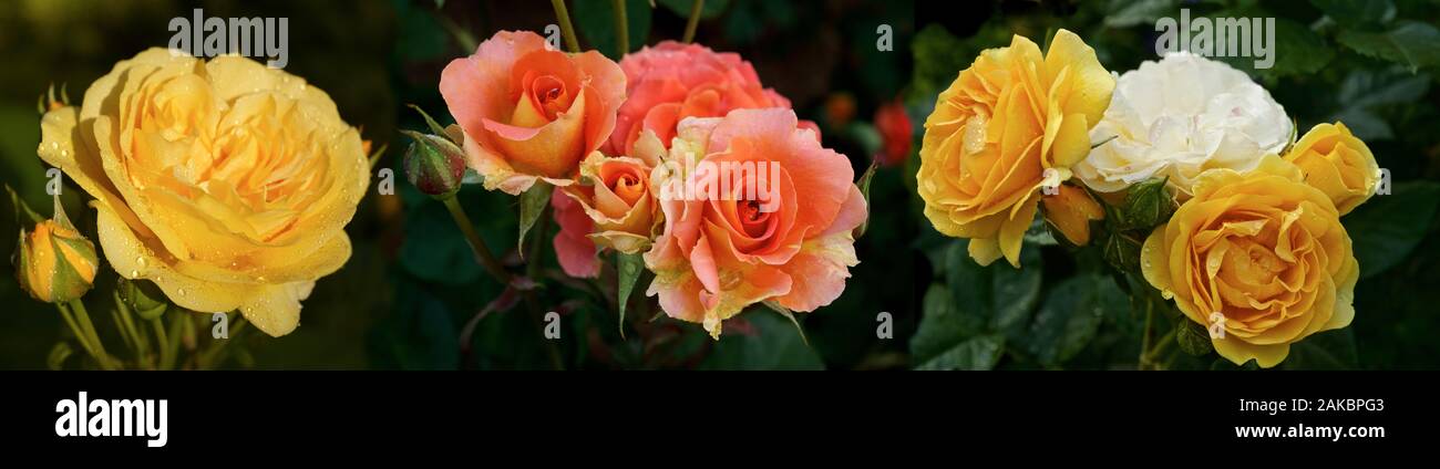 Yellow pink roses close hi-res stock photography and images - Alamy