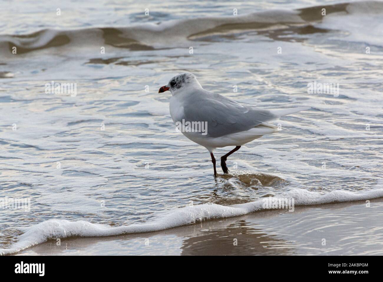 A Mediterranean gull (Ichthyaetus melanocephalus) in winter plumage on ...