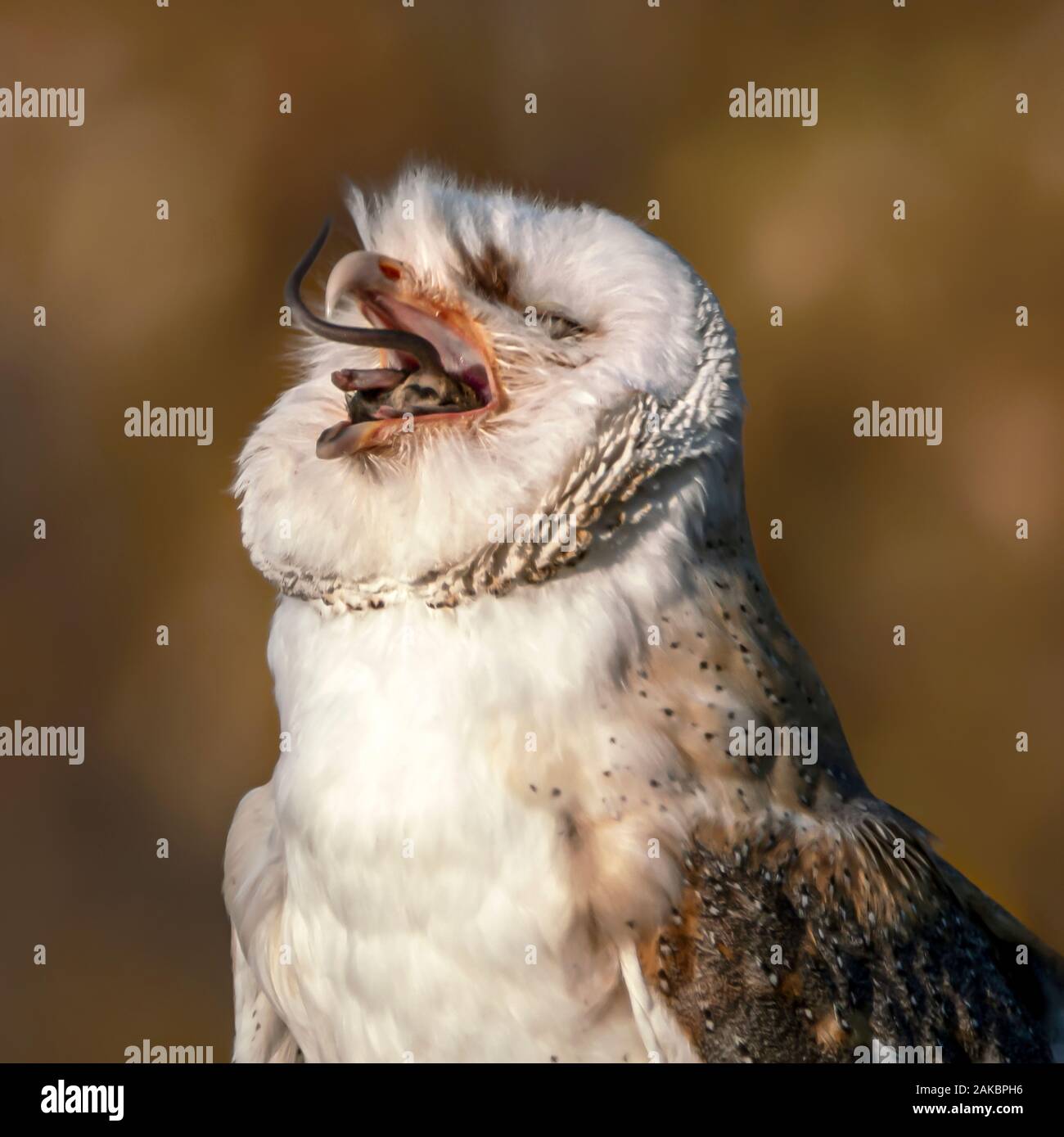 Cute and beautiful Barn owl (Tyto alba) on a branch eating a mouse ...