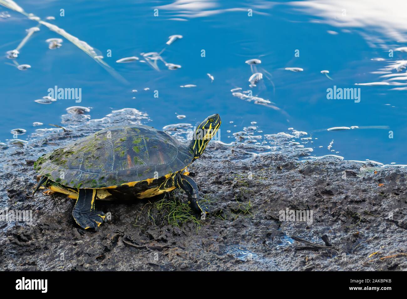 Eastern mud turtle hi-res stock photography and images - Alamy
