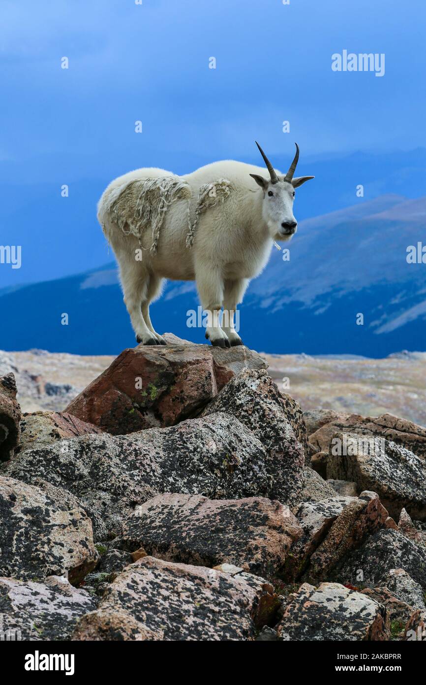 White mountain goat hi-res stock photography and images - Alamy