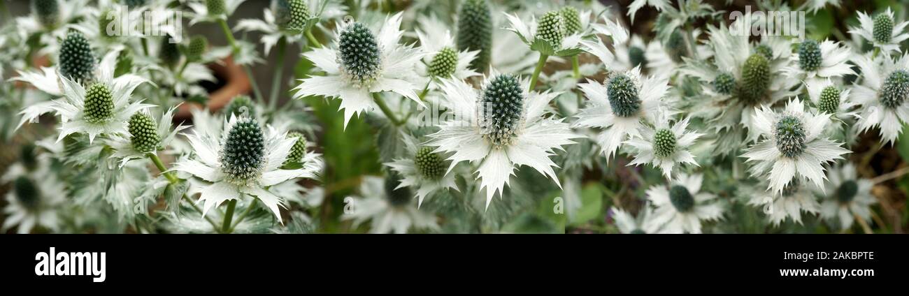 Seattle summer hi-res stock photography and images - Alamy