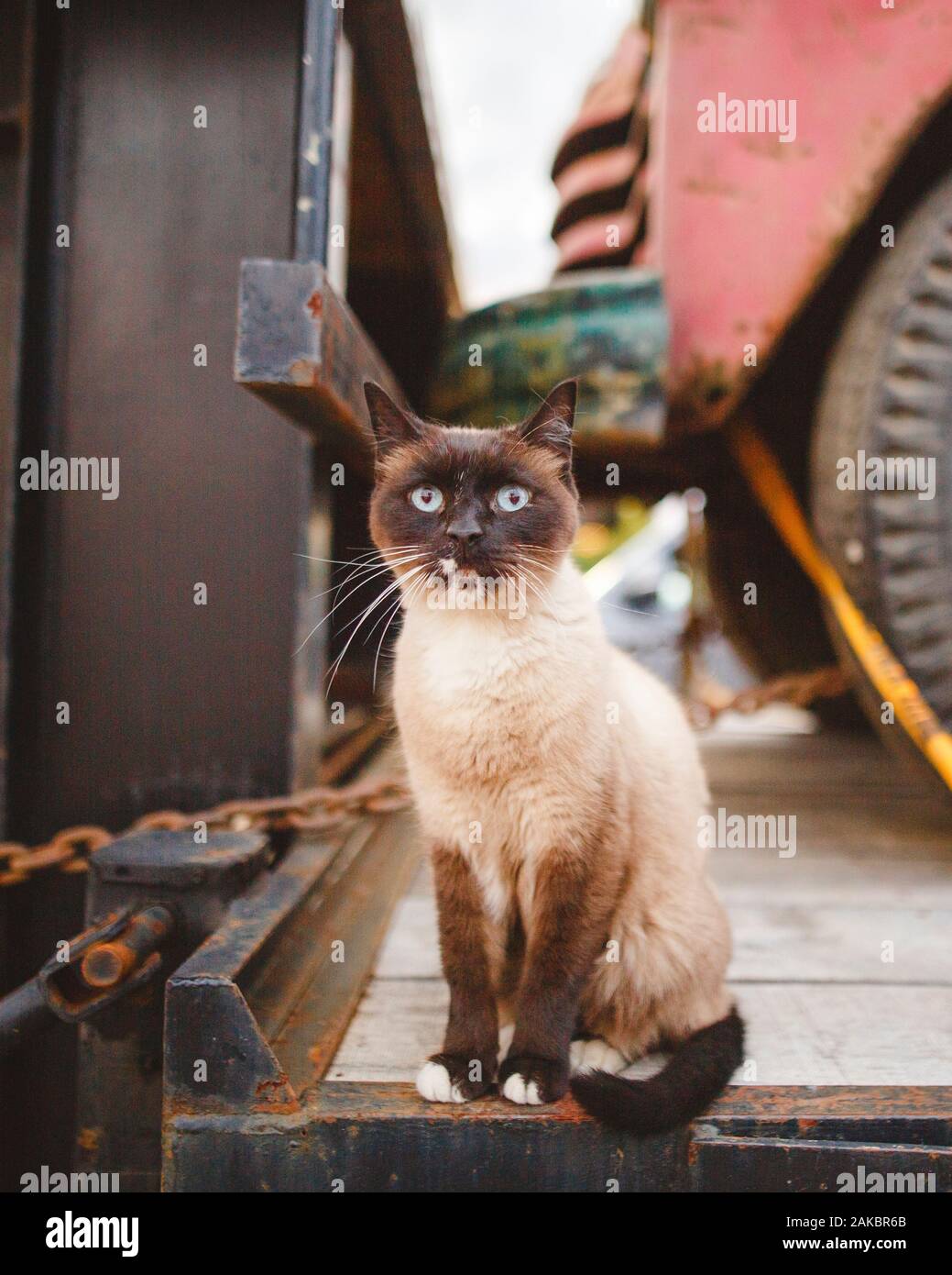 A blue-eyed siamese cat sits in a truck bed with direct gaze Stock ...