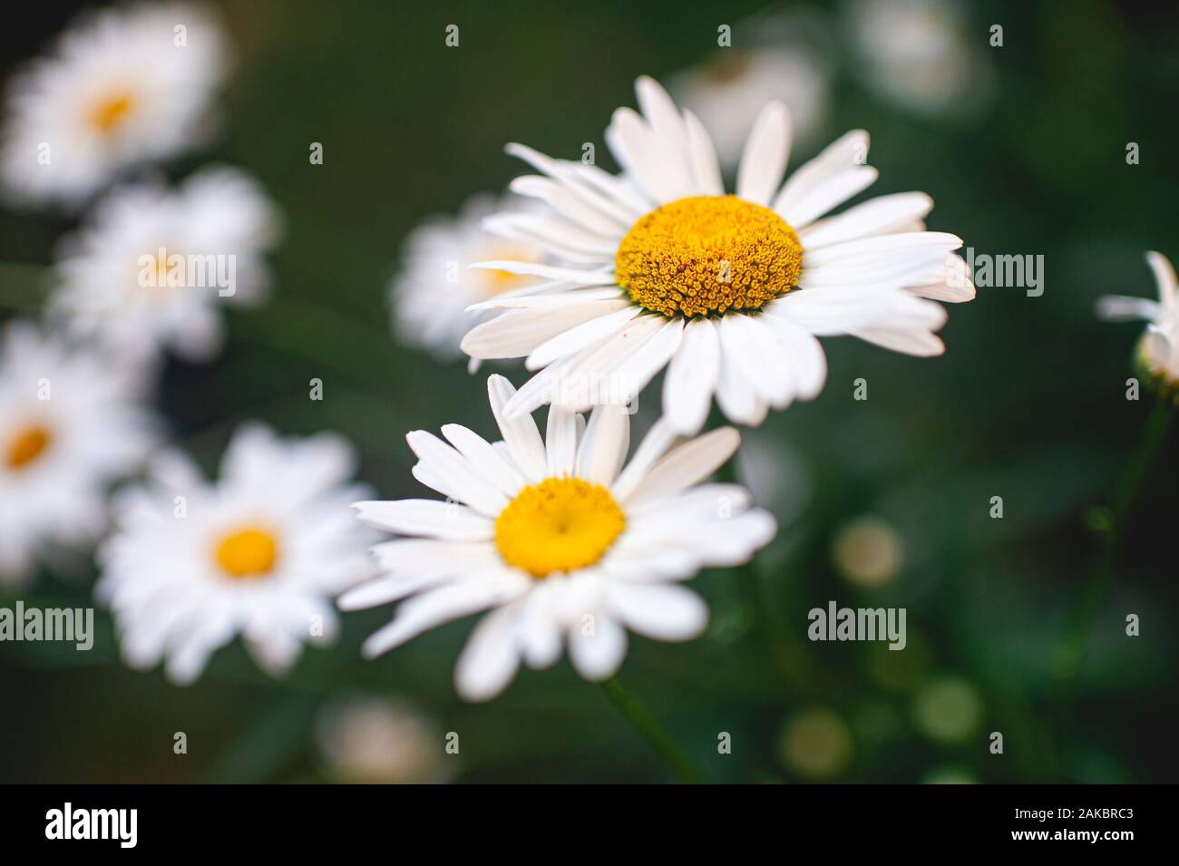 Daisy in the backyard hi-res stock photography and images - Alamy