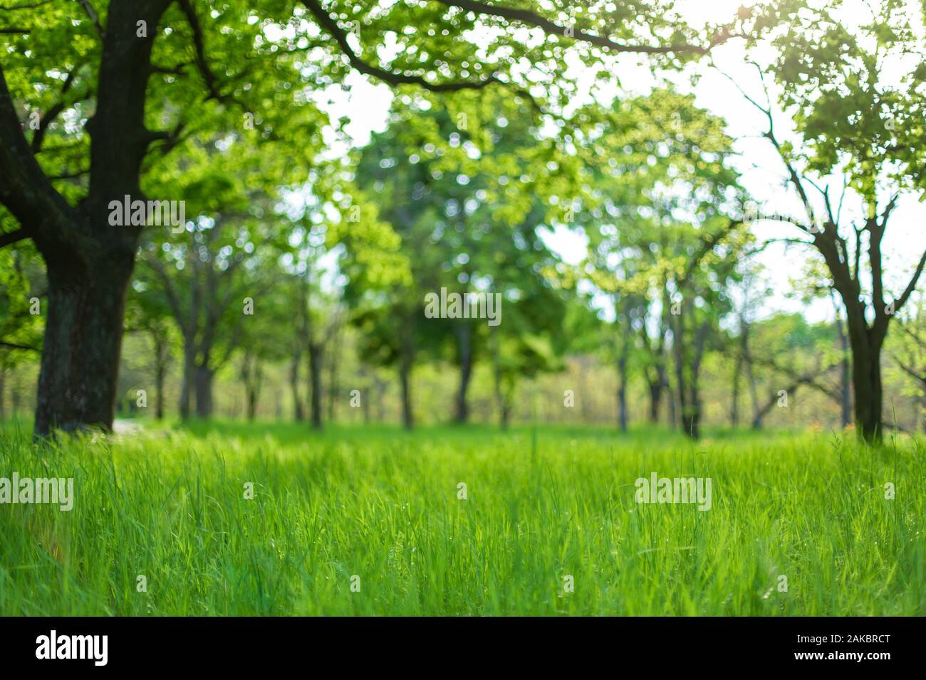 Fresh green grass among trees in spring forest Stock Photo - Alamy