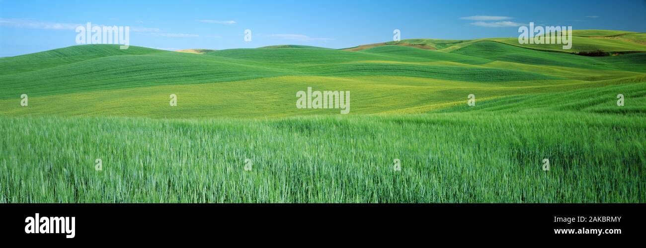 Wheat crop in a field, Whitman County, Washington State, USA Stock ...
