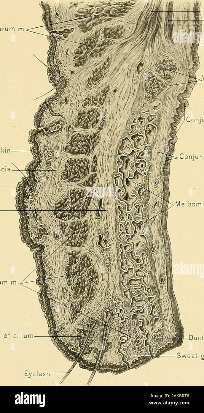 Surgical anatomy : a treatise on human anatomy in its application to ...