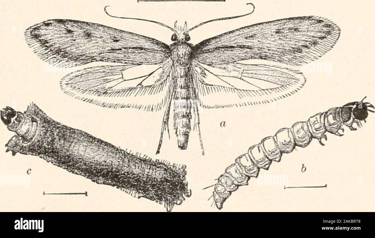 Directions for collecting and preserving insects . FIG. 16.—A Moth ...