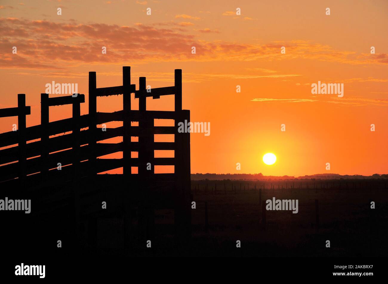 Florida ranch cattle hi-res stock photography and images - Alamy