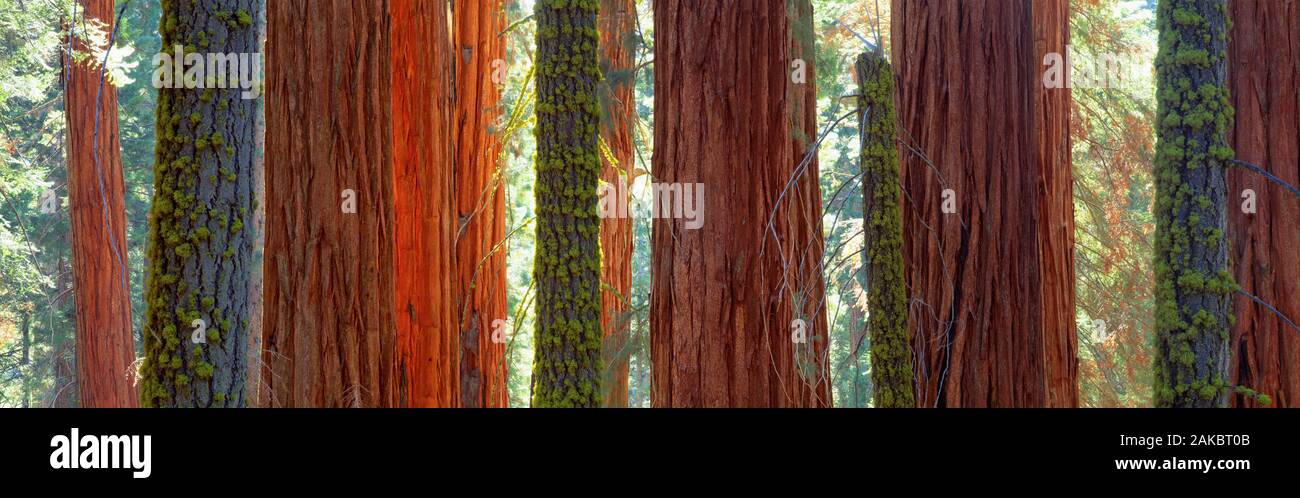 California sequoias tree detail hi-res stock photography and images - Alamy