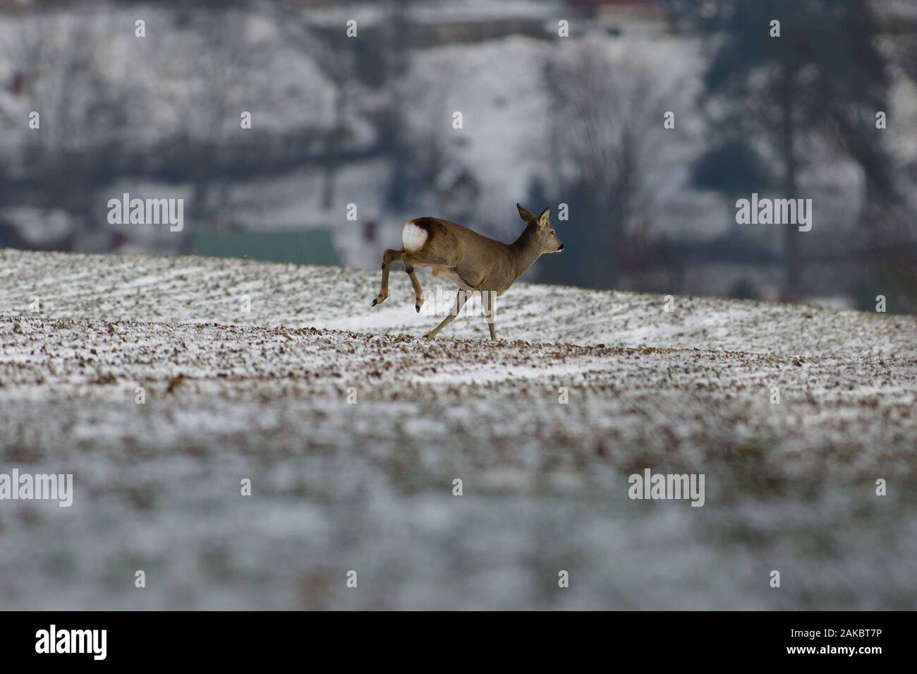 Group roe deer running on hi-res stock photography and images - Alamy