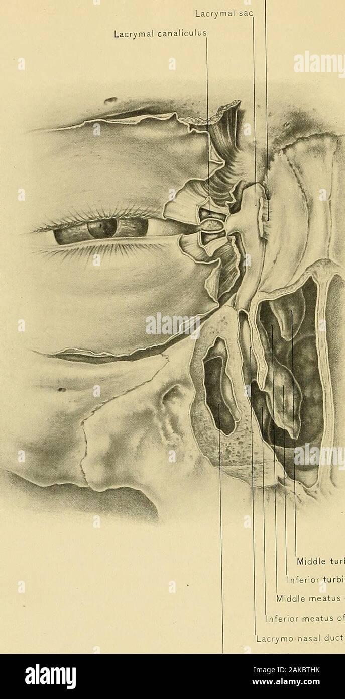 Inferior rectus muscle hi-res stock photography and images - Alamy