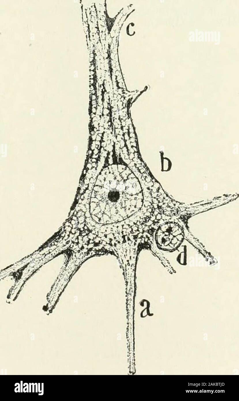 A reference handbook of the medical sciences, embracing the entire ...