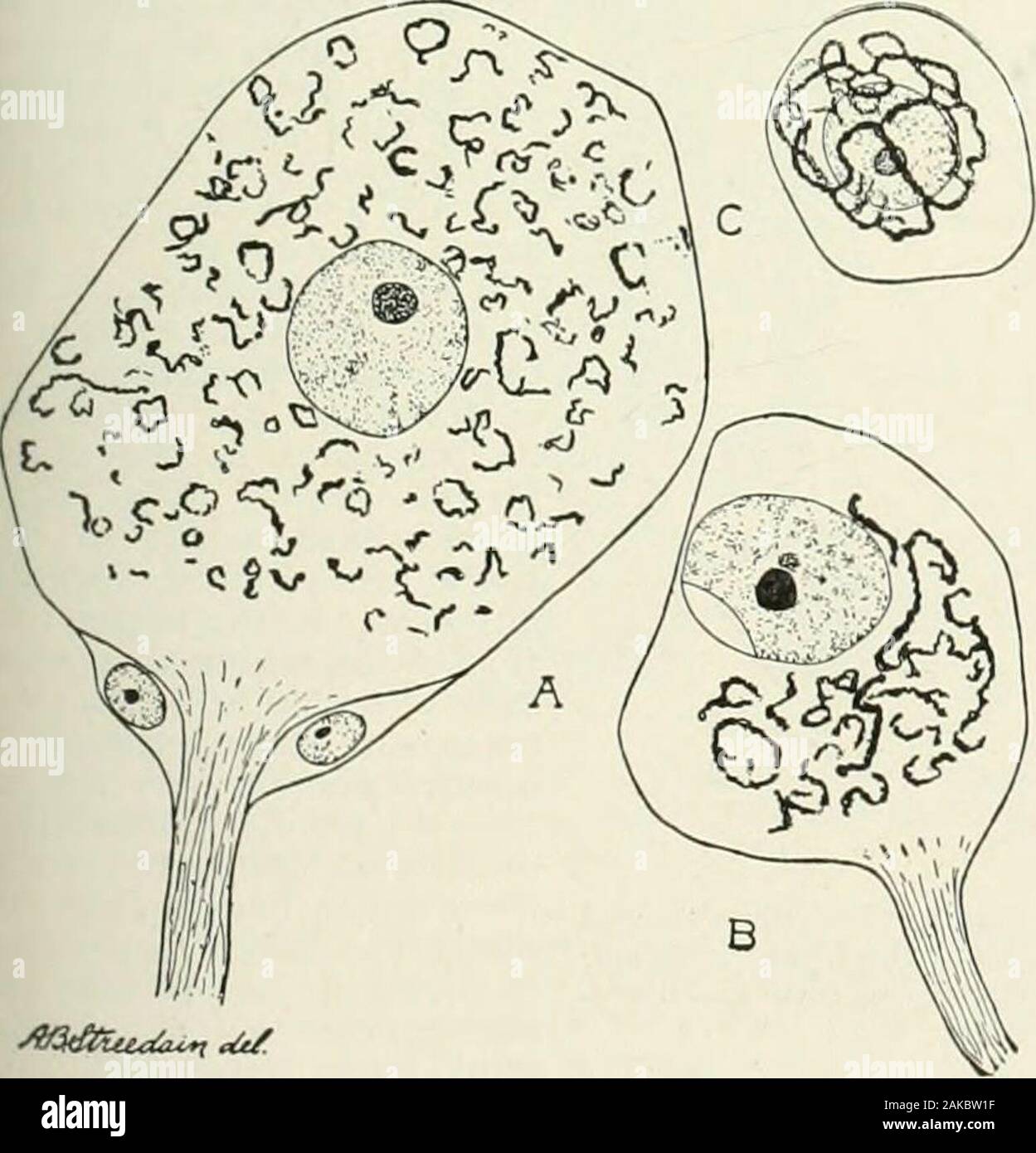 A reference handbook of the medical sciences, embracing the entire ...
