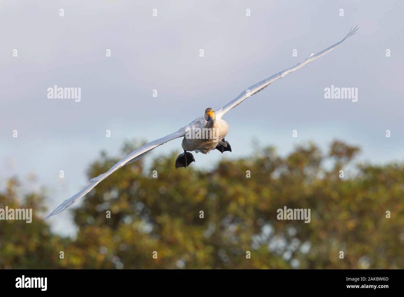 Flying swan hi-res stock photography and images - Alamy