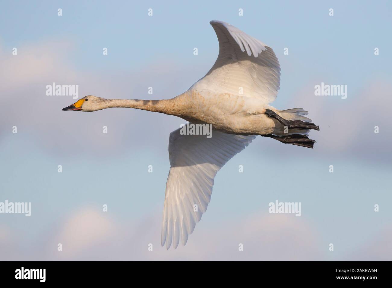 Low angle close up of wild UK Bewick's swan (Cygnus columbianus ...