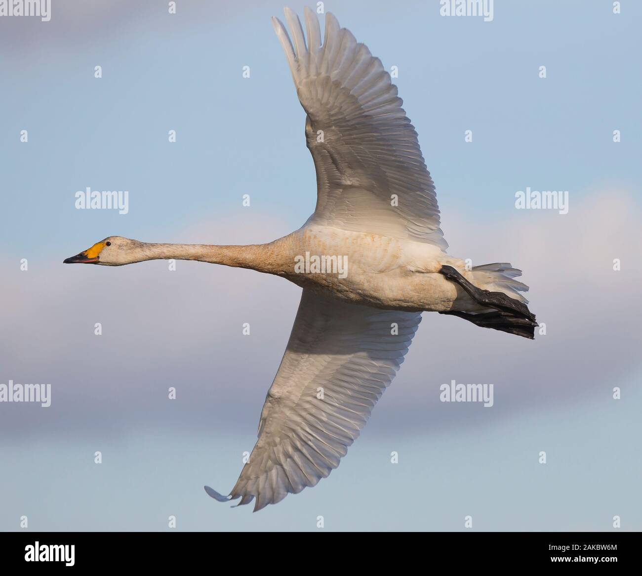 Detailed, low angle close up of wild UK Bewick's swan (Cygnus ...