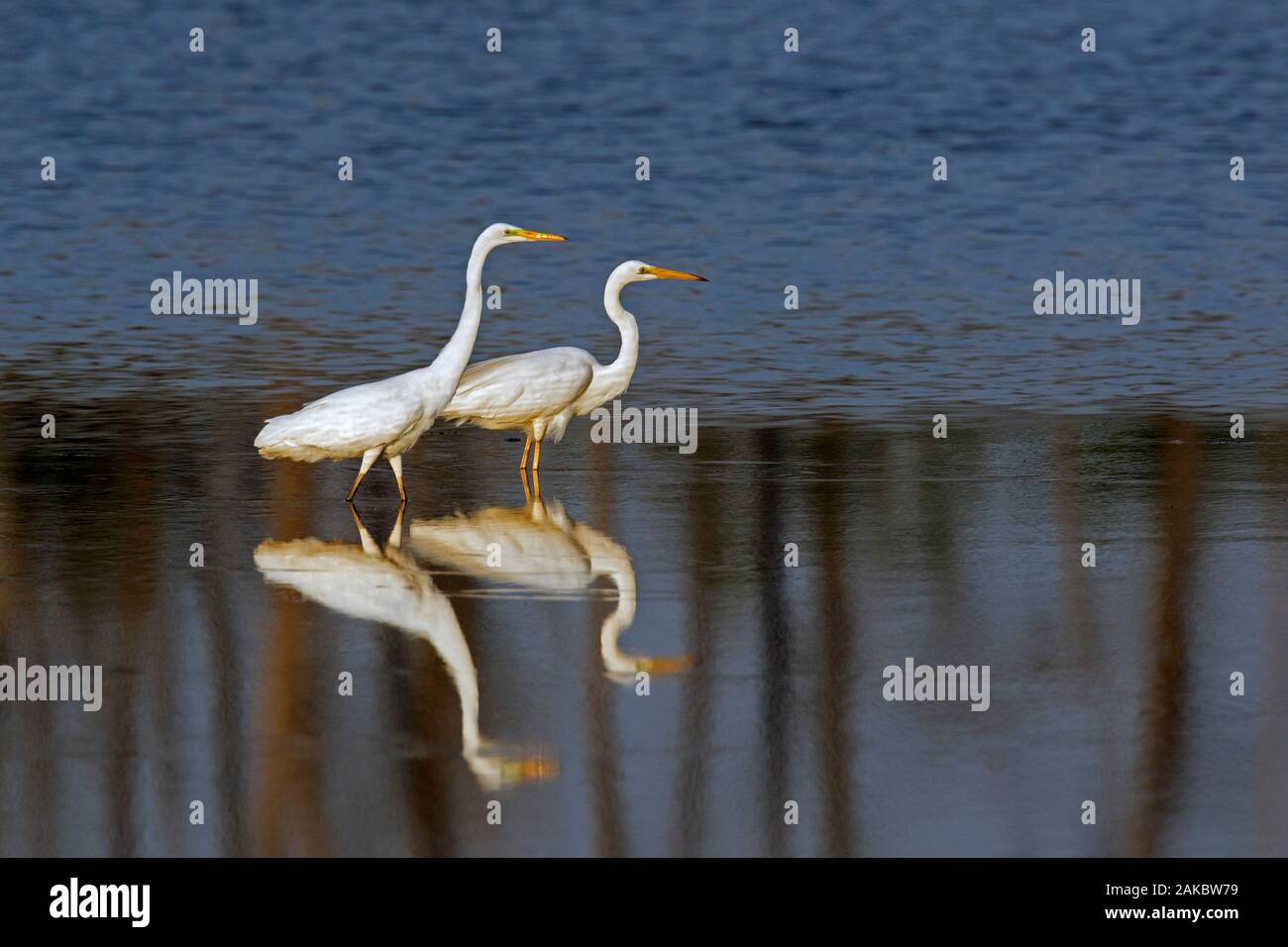 Two great egrets / common egrets / great white egrets (Ardea alba ...