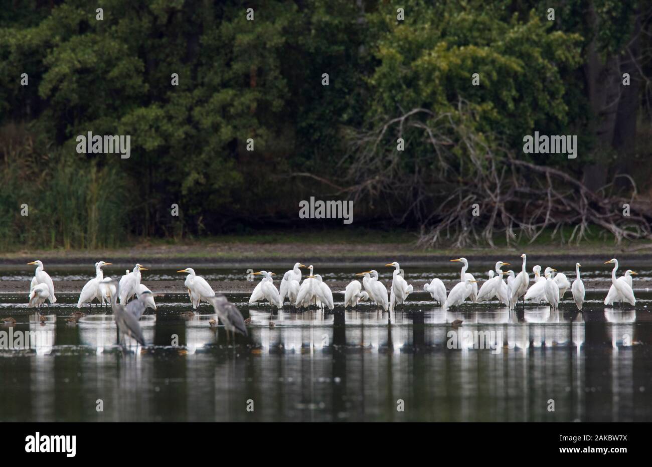 Flock of great egrets / common egrets / great white egrets (Ardea alba ...