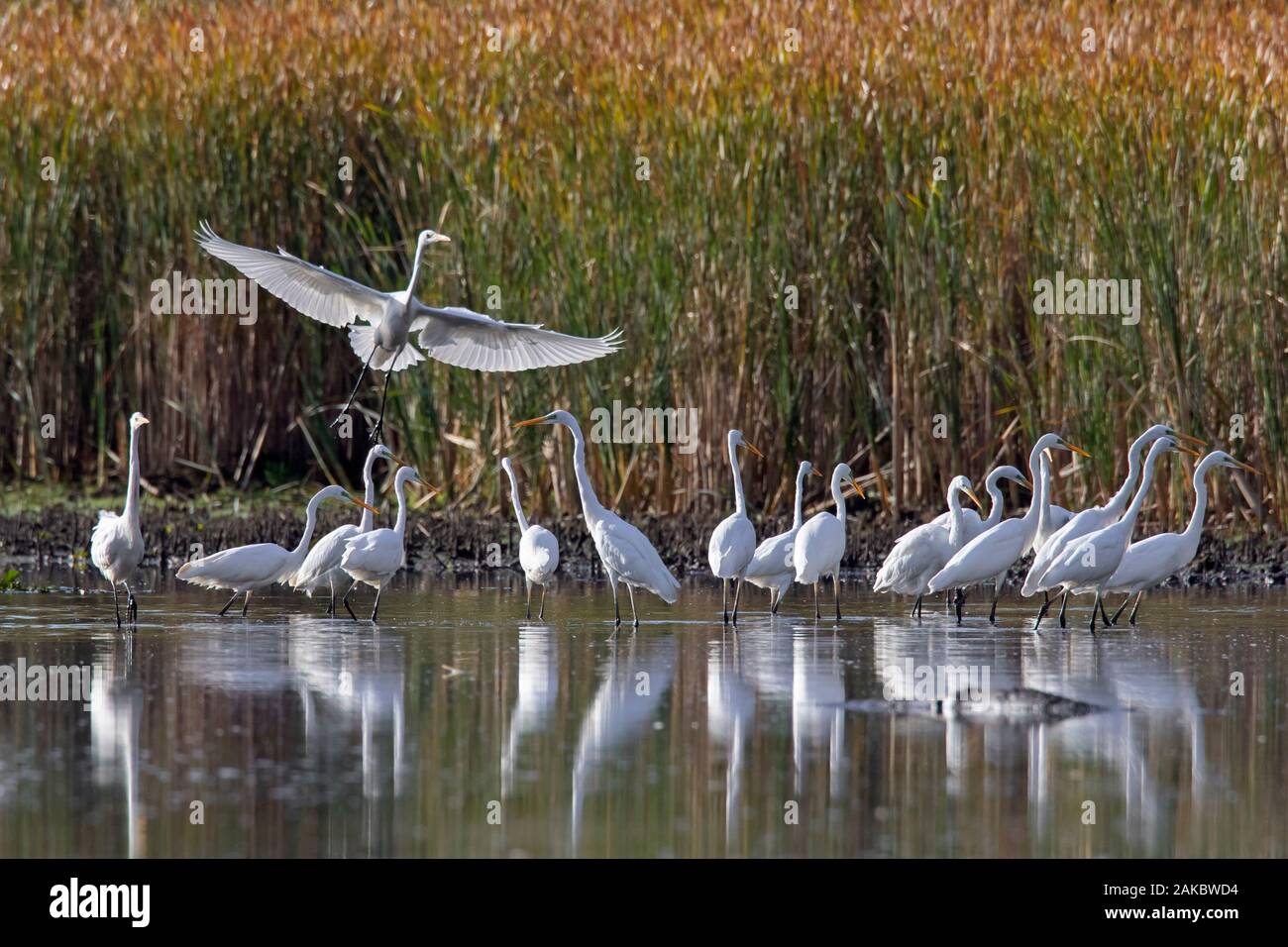 Flock of great egrets / common egrets / great white egrets (Ardea alba ...
