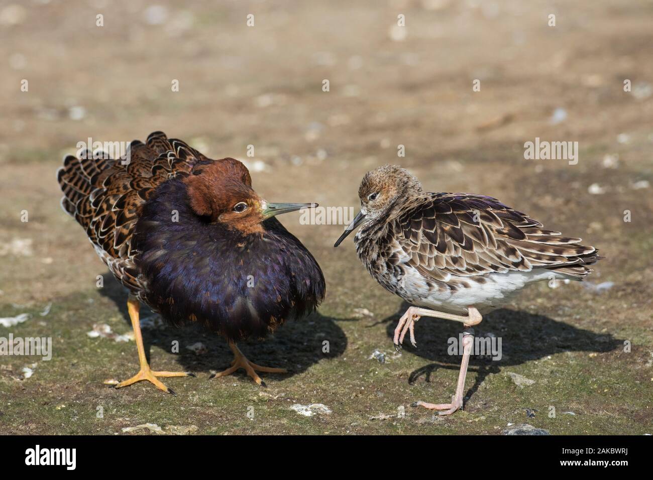Ruff (calidris pugnax) territorial hi-res stock photography and images ...