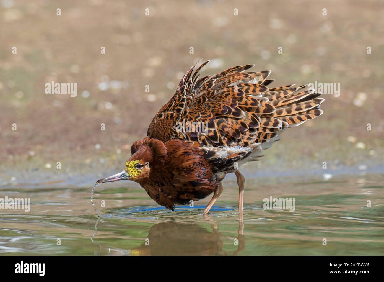 Ruff (Calidris pugnax) territorial male in breeding plumage displaying ...