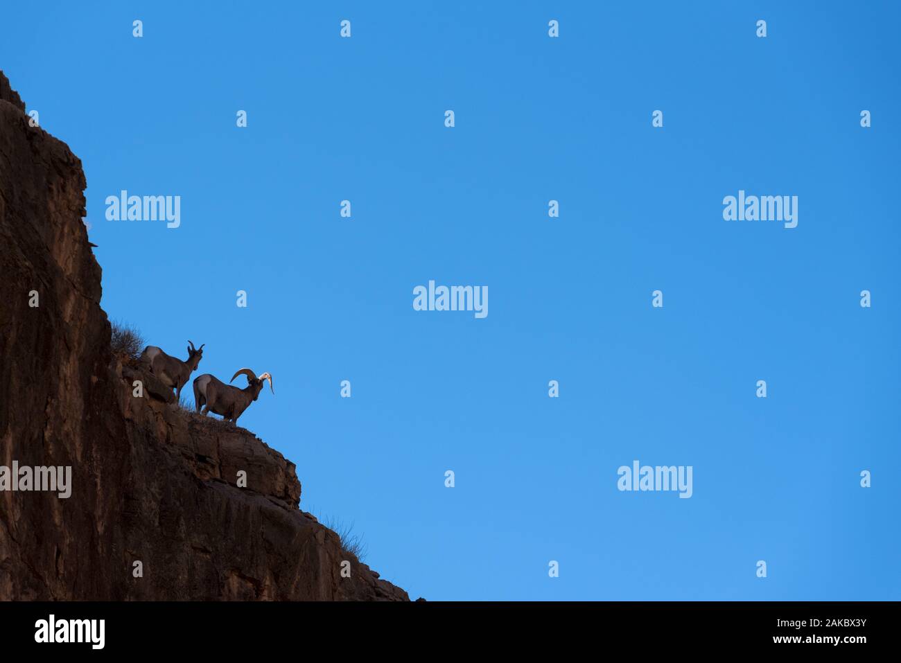 Desert bighorn sheep silhouetted above a cliff above the San Juan River ...