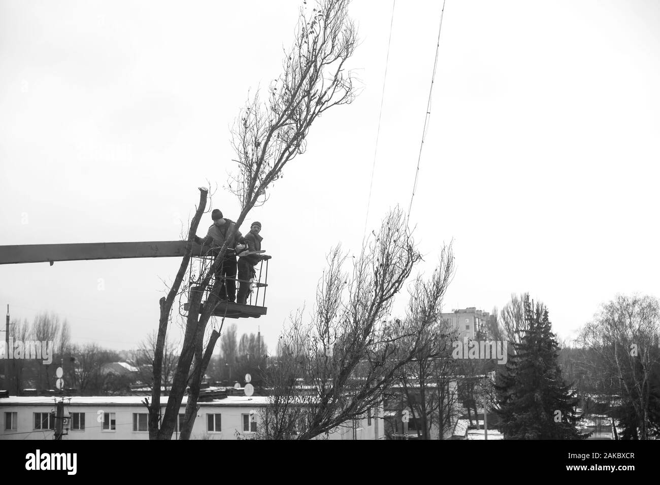 Workers in the municipal utilities cut tree branches. Trimming tree ...