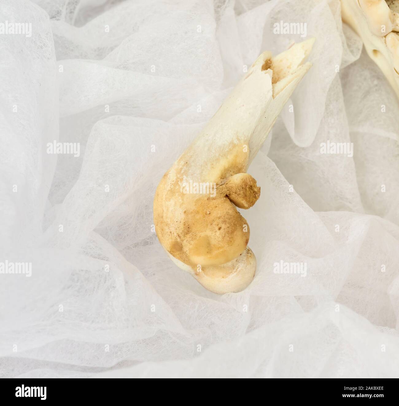 Calcified Structure High Resolution Stock Photography and Images - Alamy