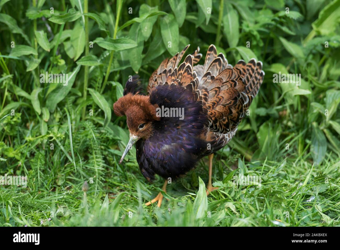 Ruff Bird Uk High Resolution Stock Photography and Images - Alamy