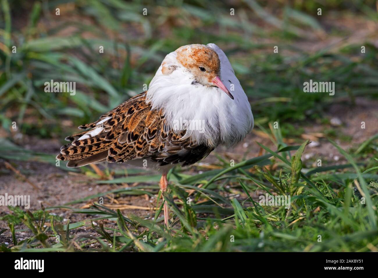 Ruff (Calidris pugnax) satellite male in breeding plumage displaying in ...