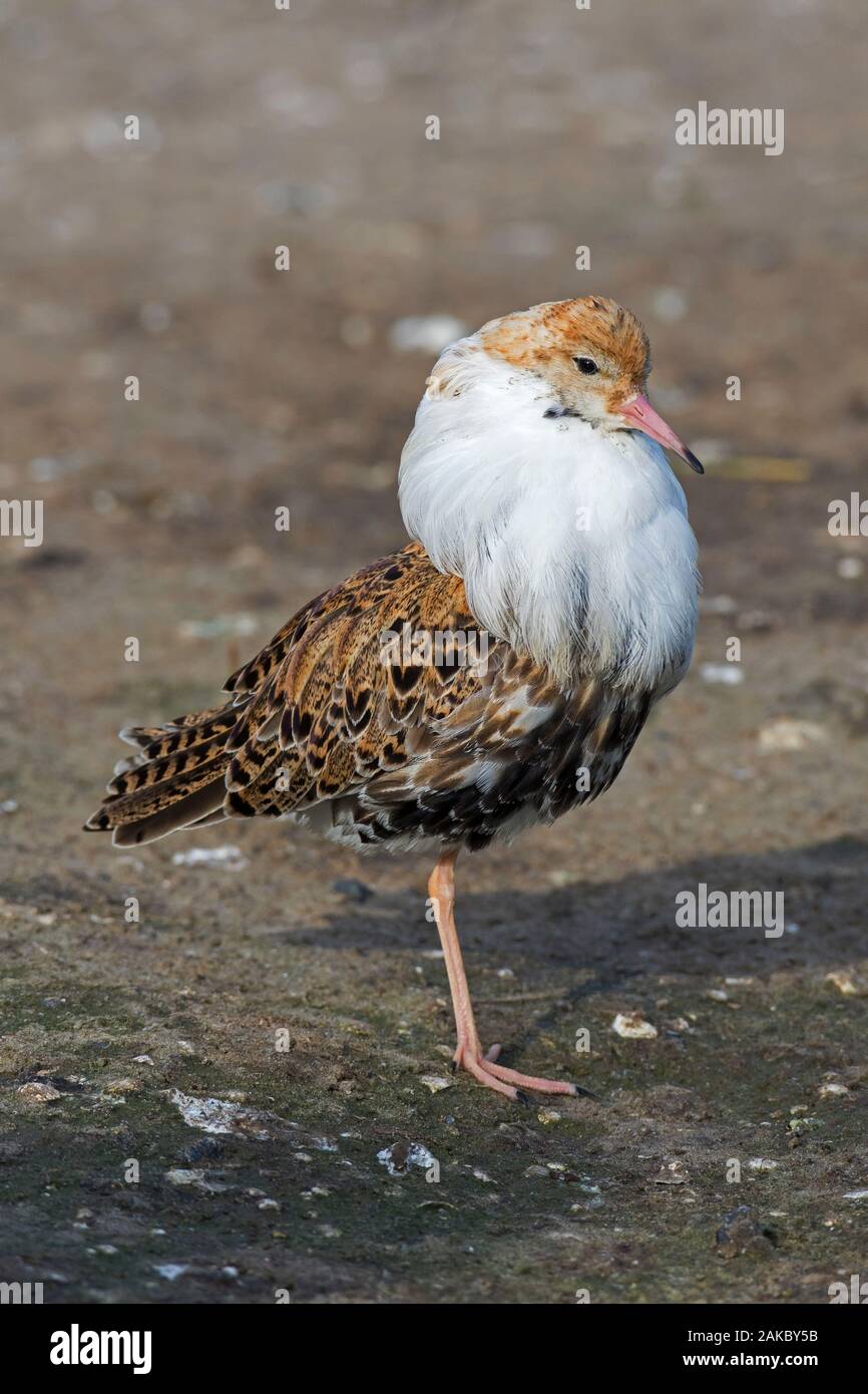 Male ruffs hi-res stock photography and images - Alamy