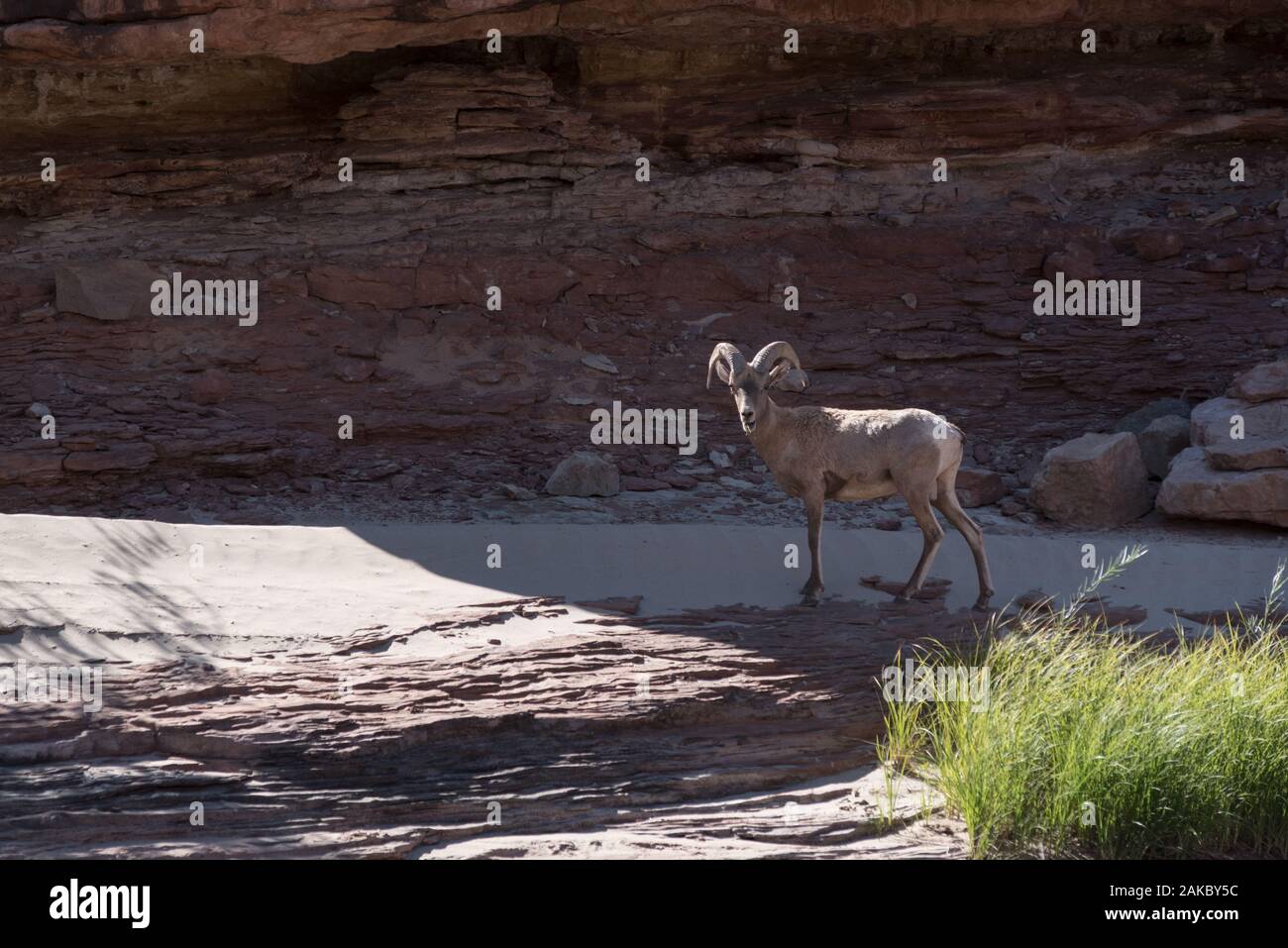 Desert bighorn sheep in the San Juan River canyon, Southern Utah Stock ...
