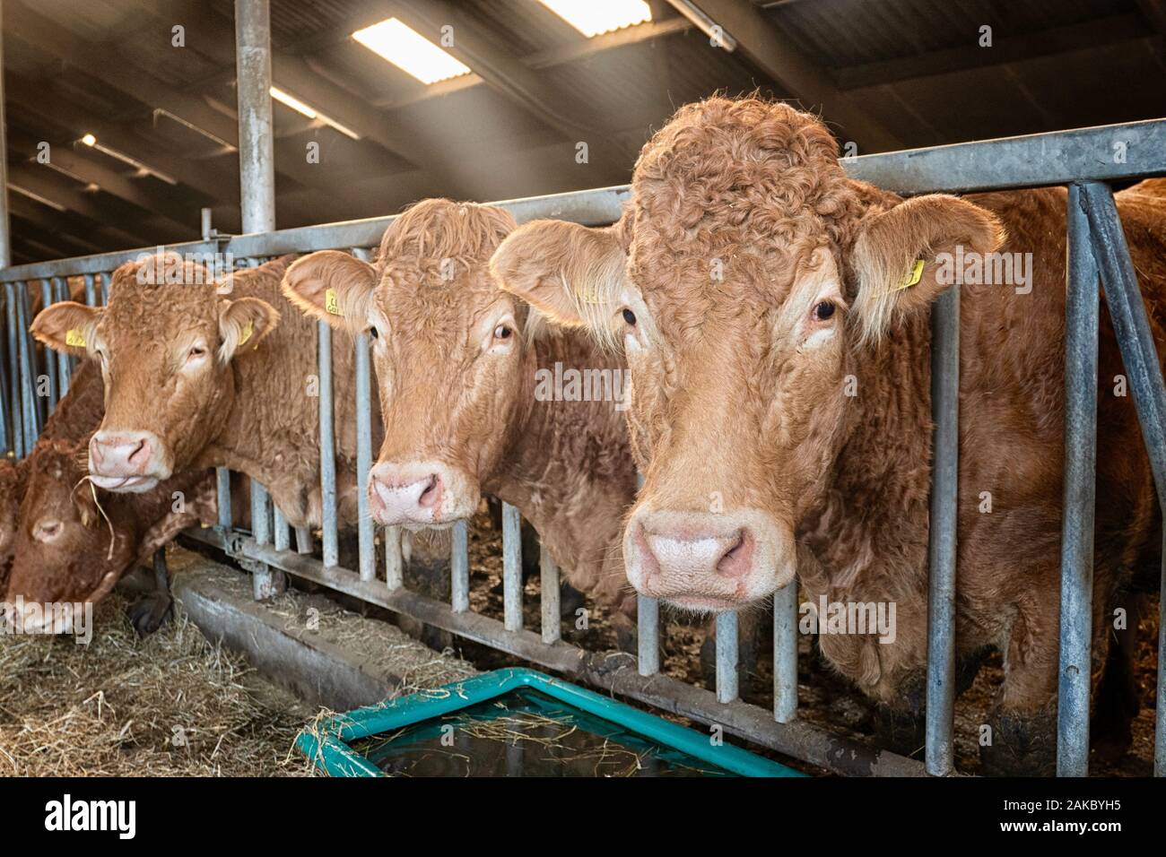 Charolais and limousin cattle hi-res stock photography and images - Alamy