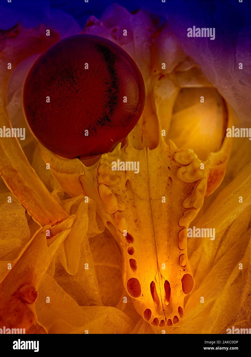 Still-life of skull, bones, alluding to death and other nefarious deeds ...