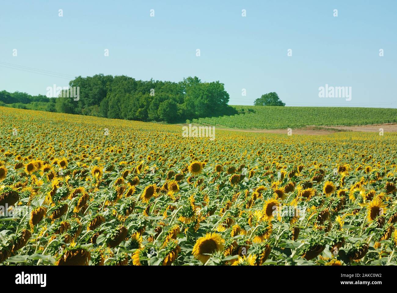 sun flower field Stock Photo - Alamy