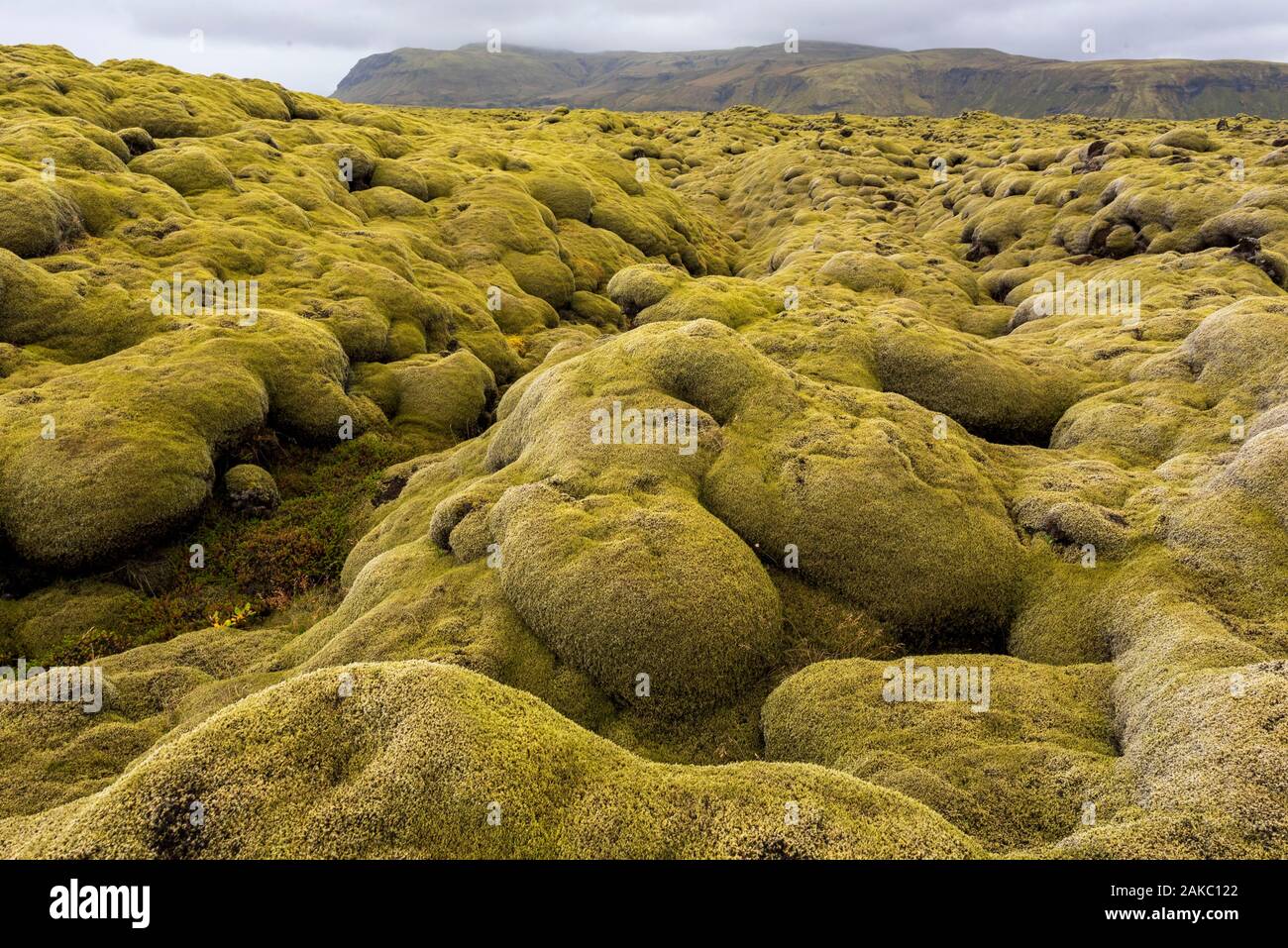 Iceland, Austurland, Vatnajokull National Park, Eldhraun lava field ...