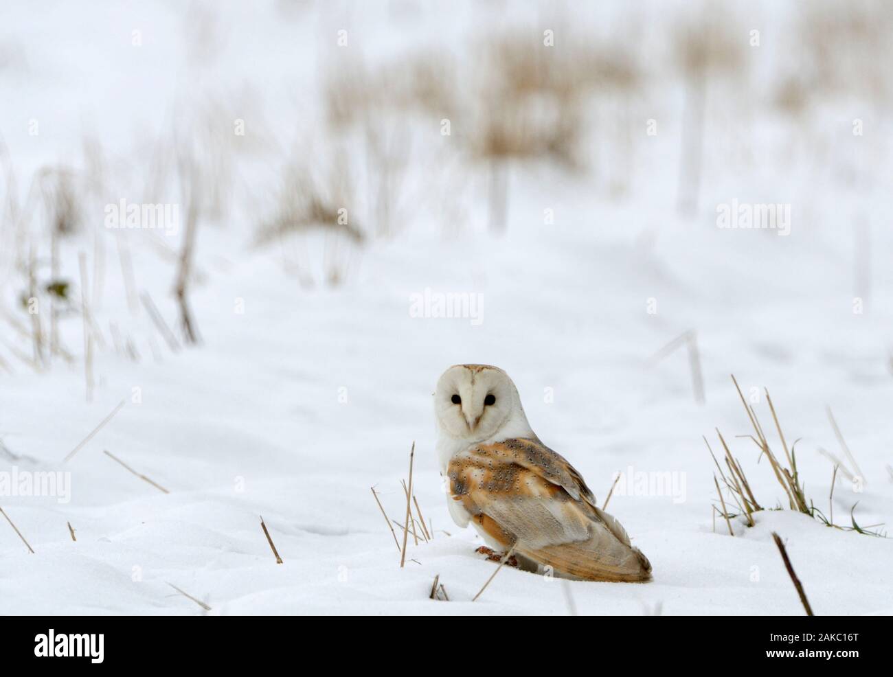 Barn Owl Tyto alba in snow Norfolk Stock Photo - Alamy