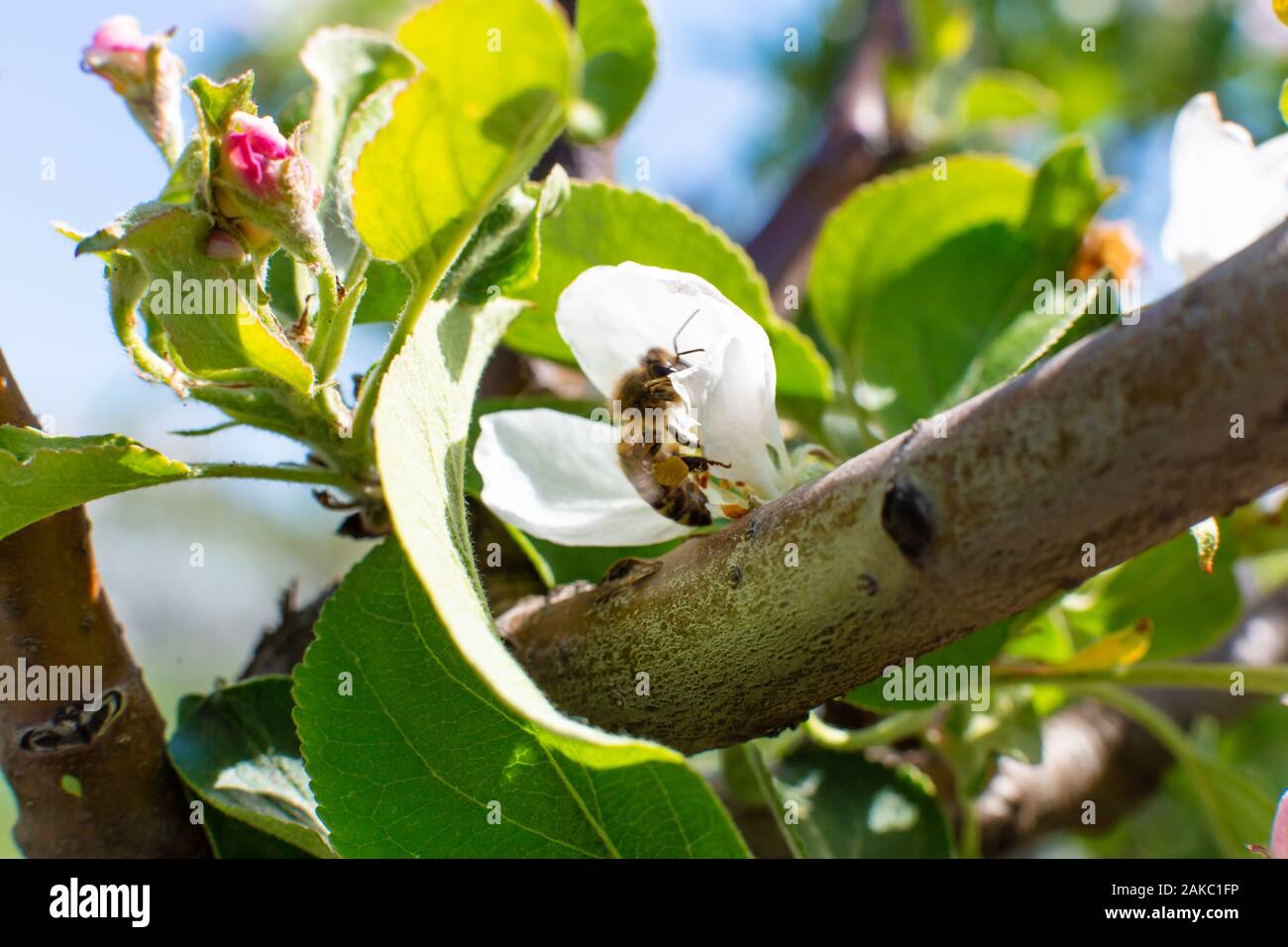 blooming flowers on apple tree branches Stock Photo - Alamy
