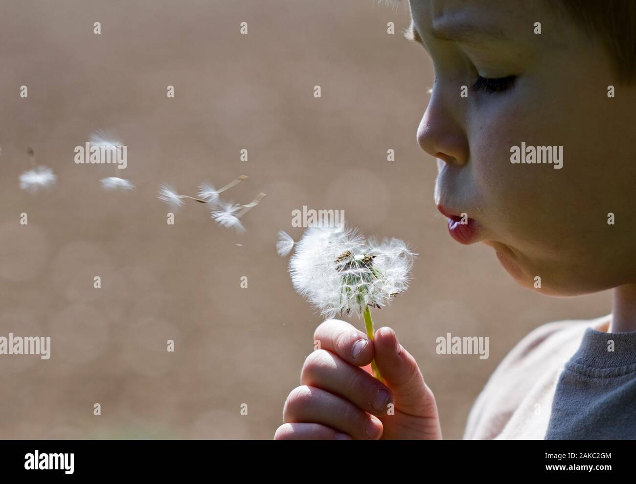 Young boy (James Tipling) blowing dandelion head Norfolk May. Model ...