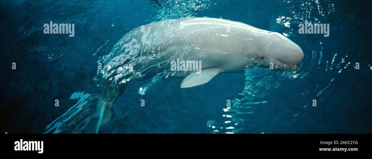 Close-up of a Beluga whale in an aquarium, Shedd Aquarium, Chicago ...
