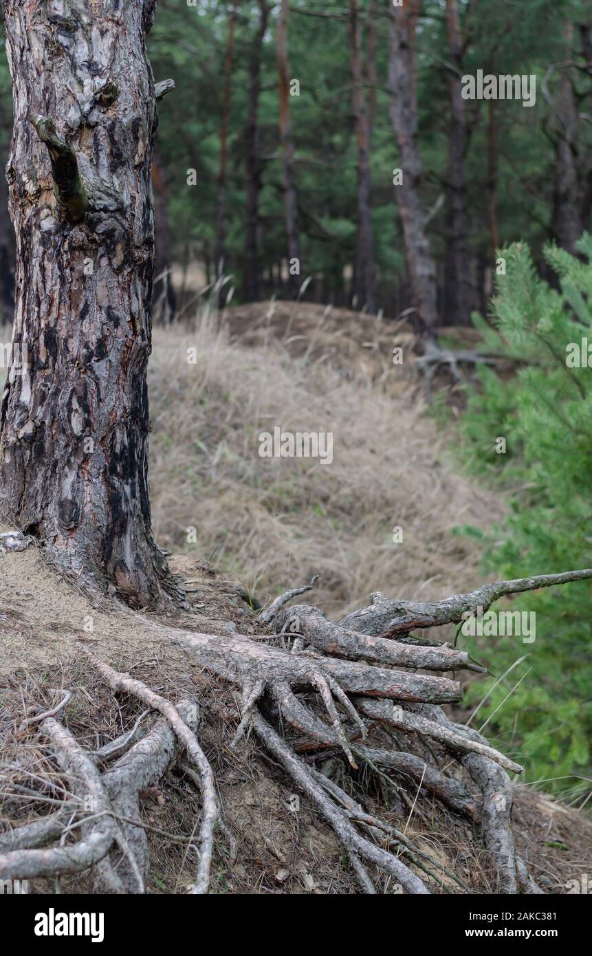 Detail of the open roots at the sight of a large pine with the ground ...