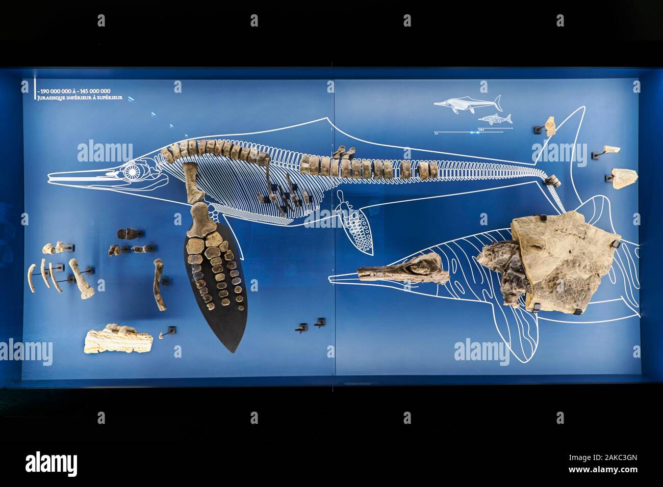 Ichthyosaurus natural history museum hi-res stock photography and ...