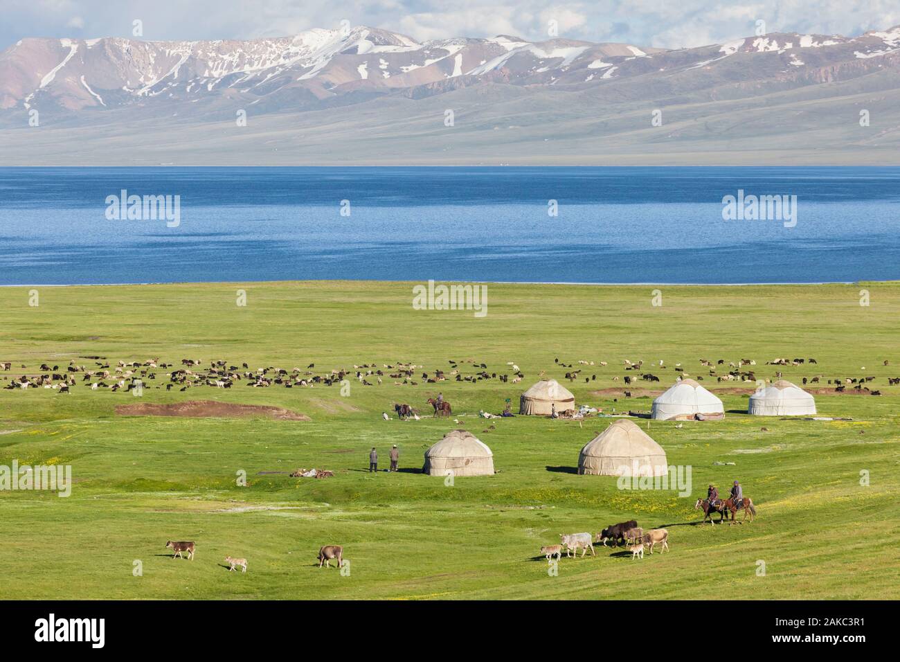 Kyrgyzstan, Naryn province, Son-Kol lake, altitude 3000m, yurt camp ...