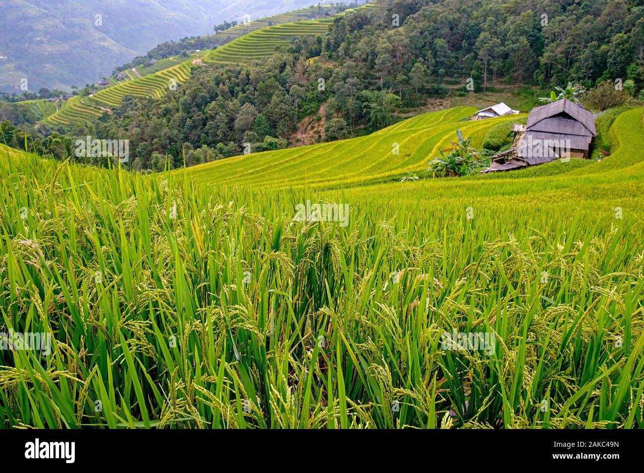 Vietnam, Ha Giang, Hoang Su Phi, terrace rice fields Stock Photo - Alamy