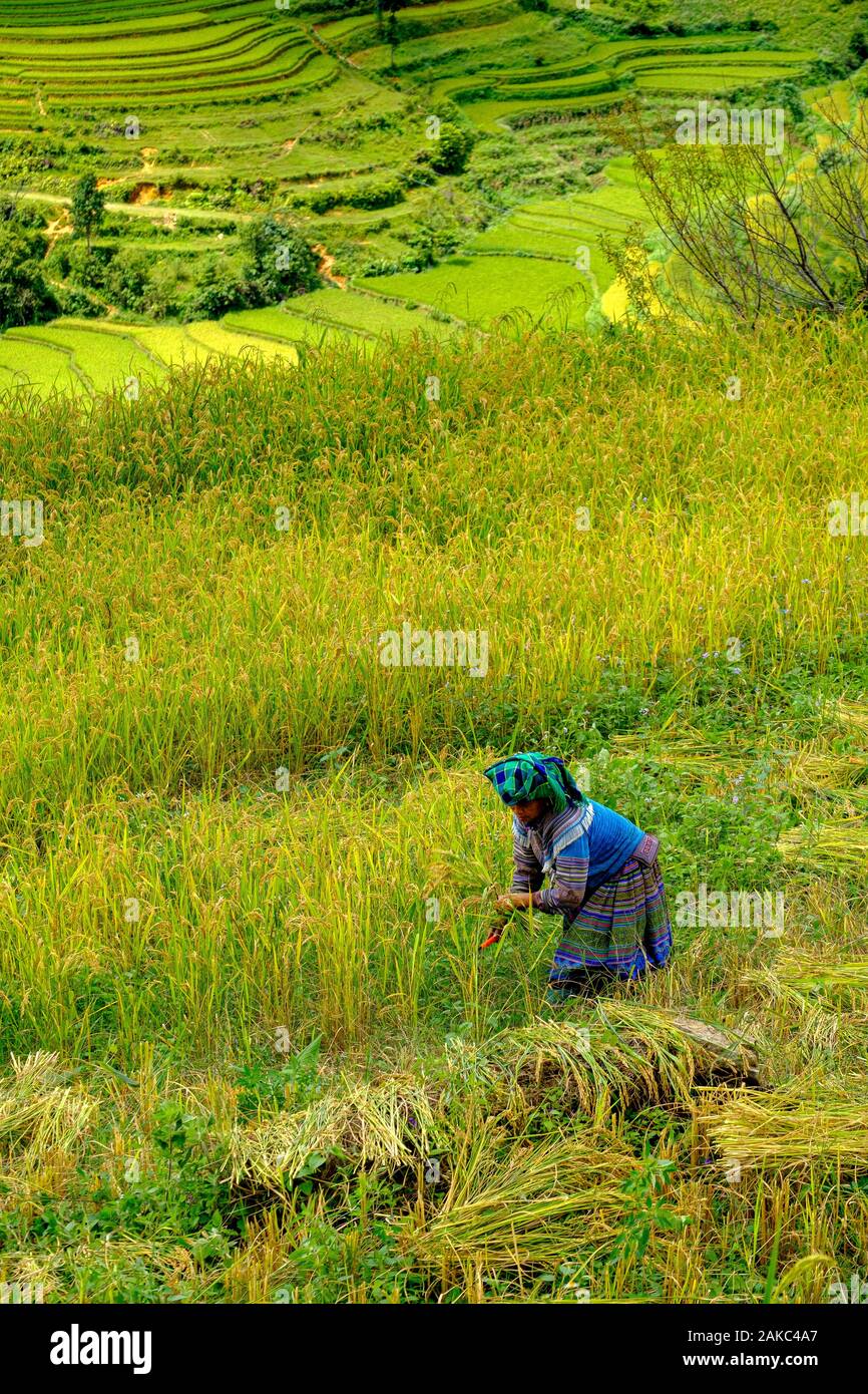 Vietnam, Bac Ha, rice fileds in terrace, Women from Hmong ethnic group ...