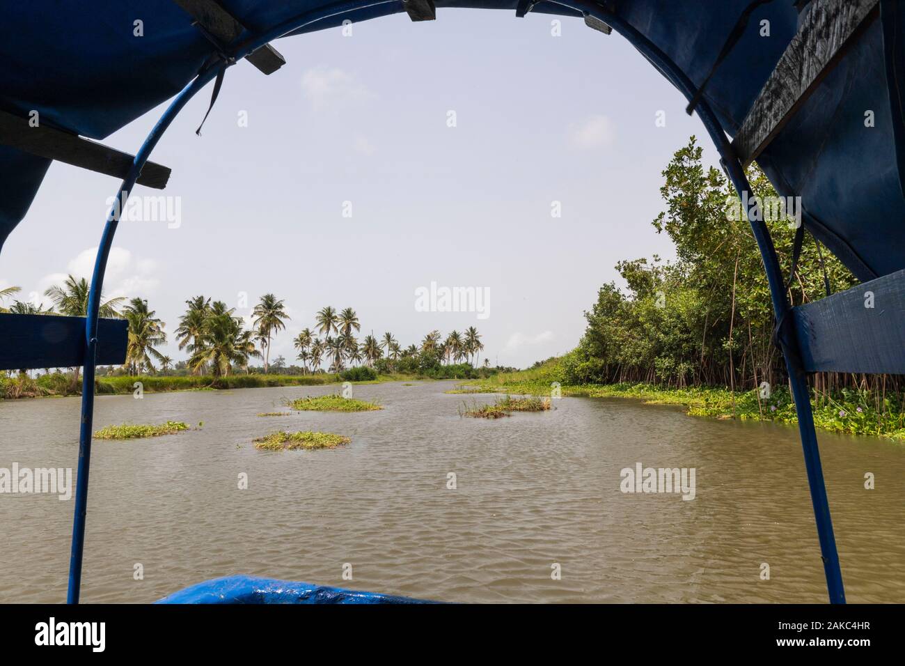 Benin, Grand Popo, view of mangrove forest from the boat Stock Photo ...