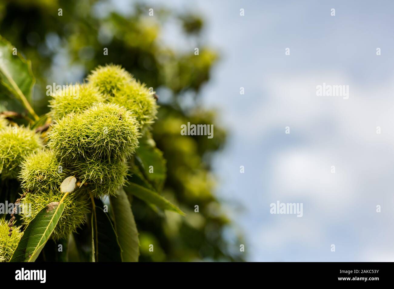 Chestnut in its burr hi-res stock photography and images - Alamy
