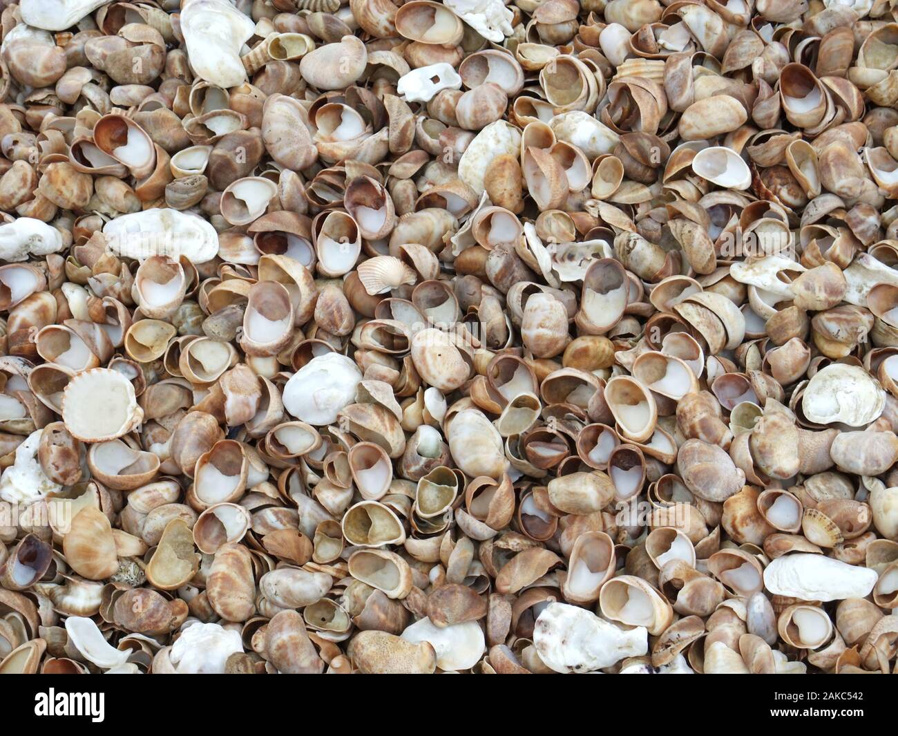 Crepidula shells background Stock Photo - Alamy