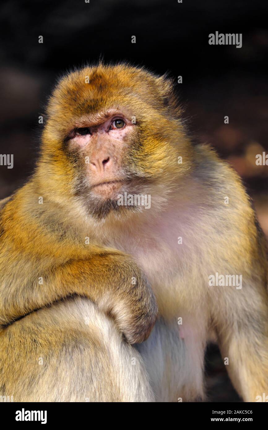 Barbary Macaque Monkey From France High Resolution Stock Photography ...